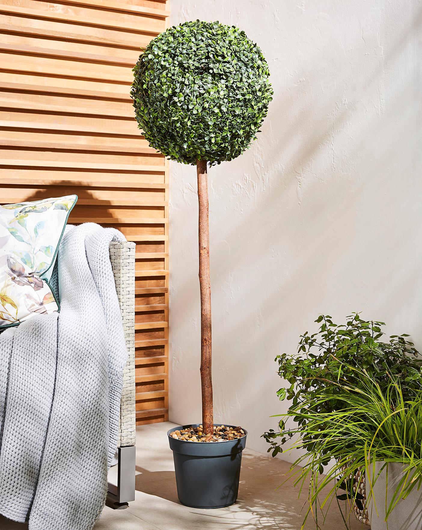 Single Topiary Tree in Pot | J D Williams