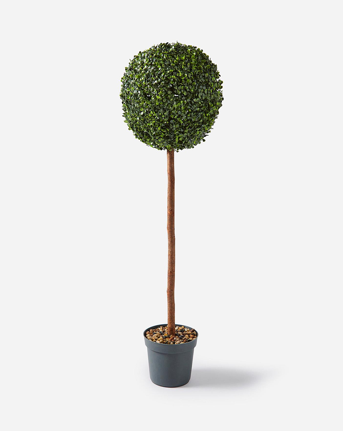 Single Topiary Tree in Pot | J D Williams